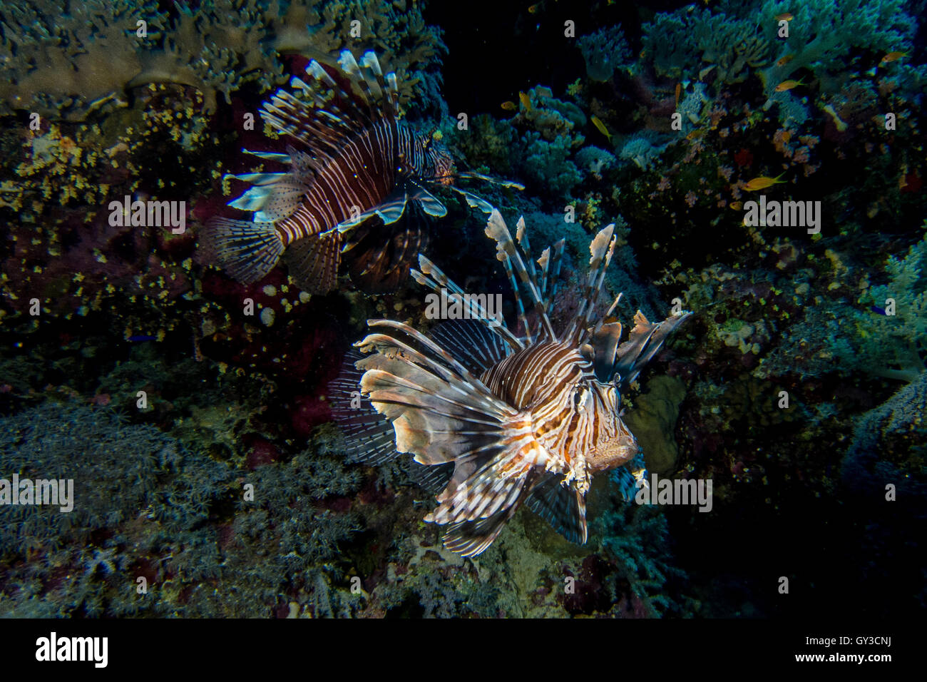 Red sea lionfish hunting hi-res stock photography and images - Alamy