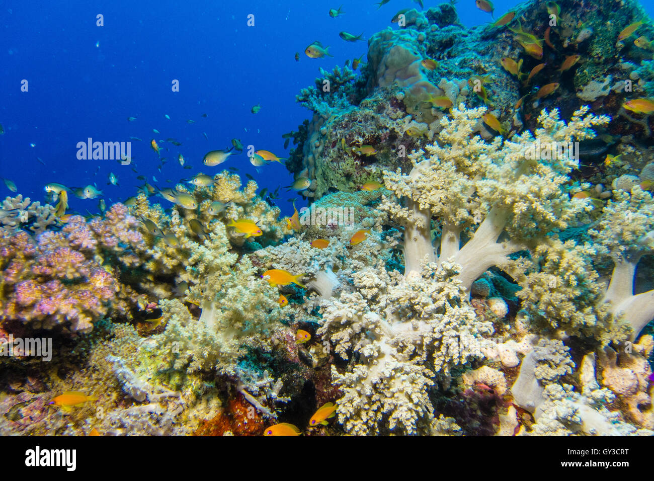 Coral garden in the red sea Stock Photo - Alamy