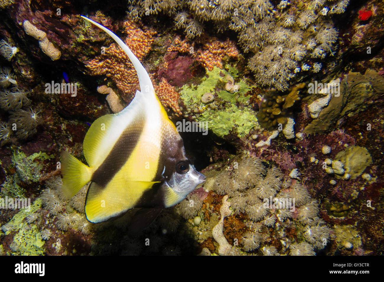 Longfin bannerfish in egypt Stock Photo - Alamy