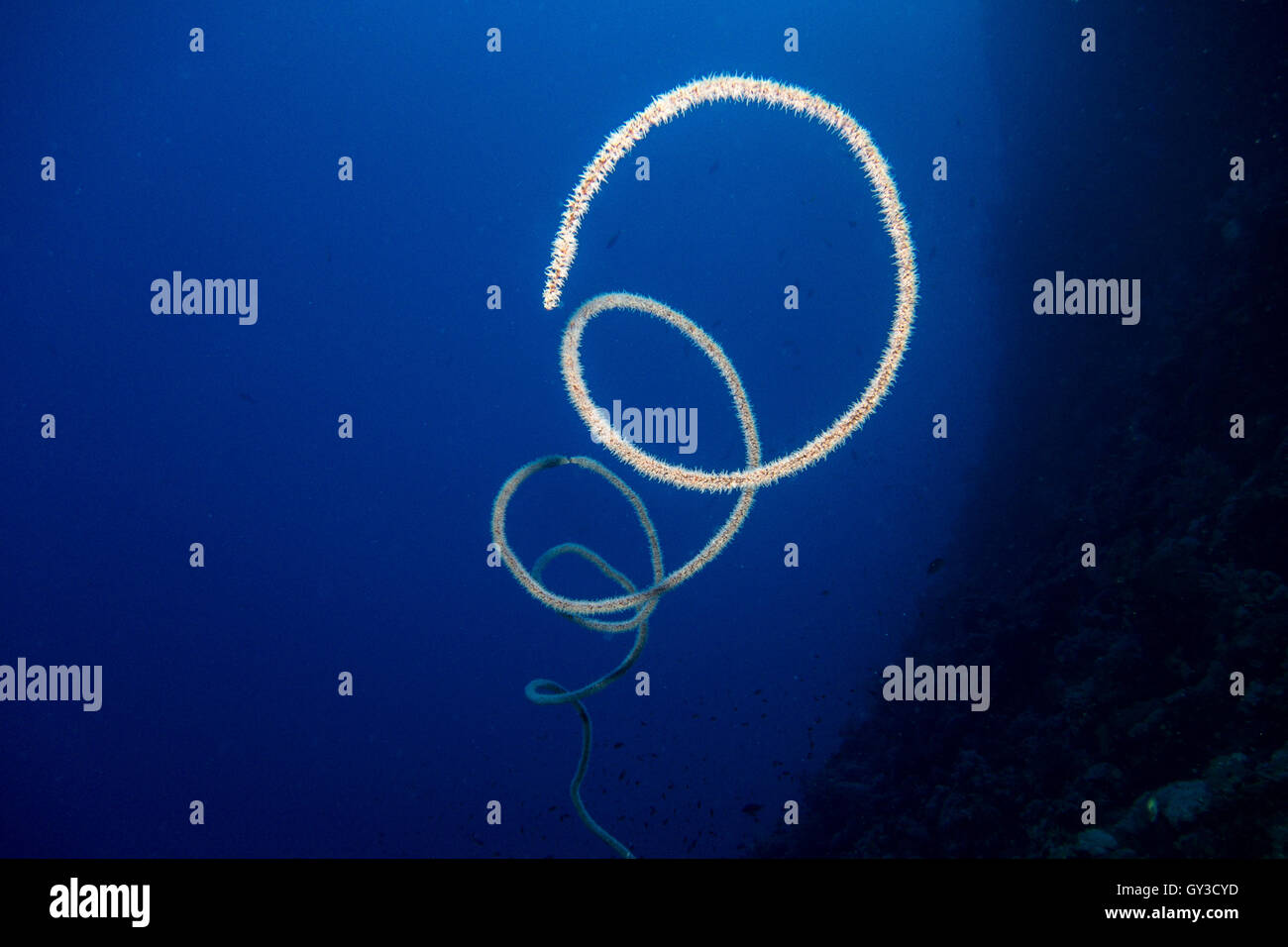Delicate sea whip Stock Photo - Alamy