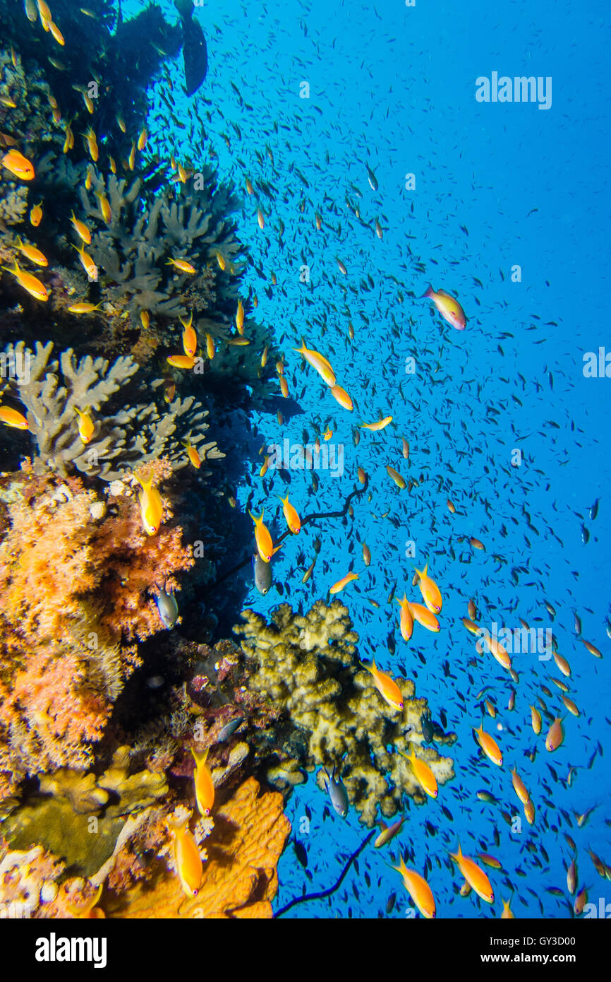 Coral garden in the red sea Stock Photo - Alamy