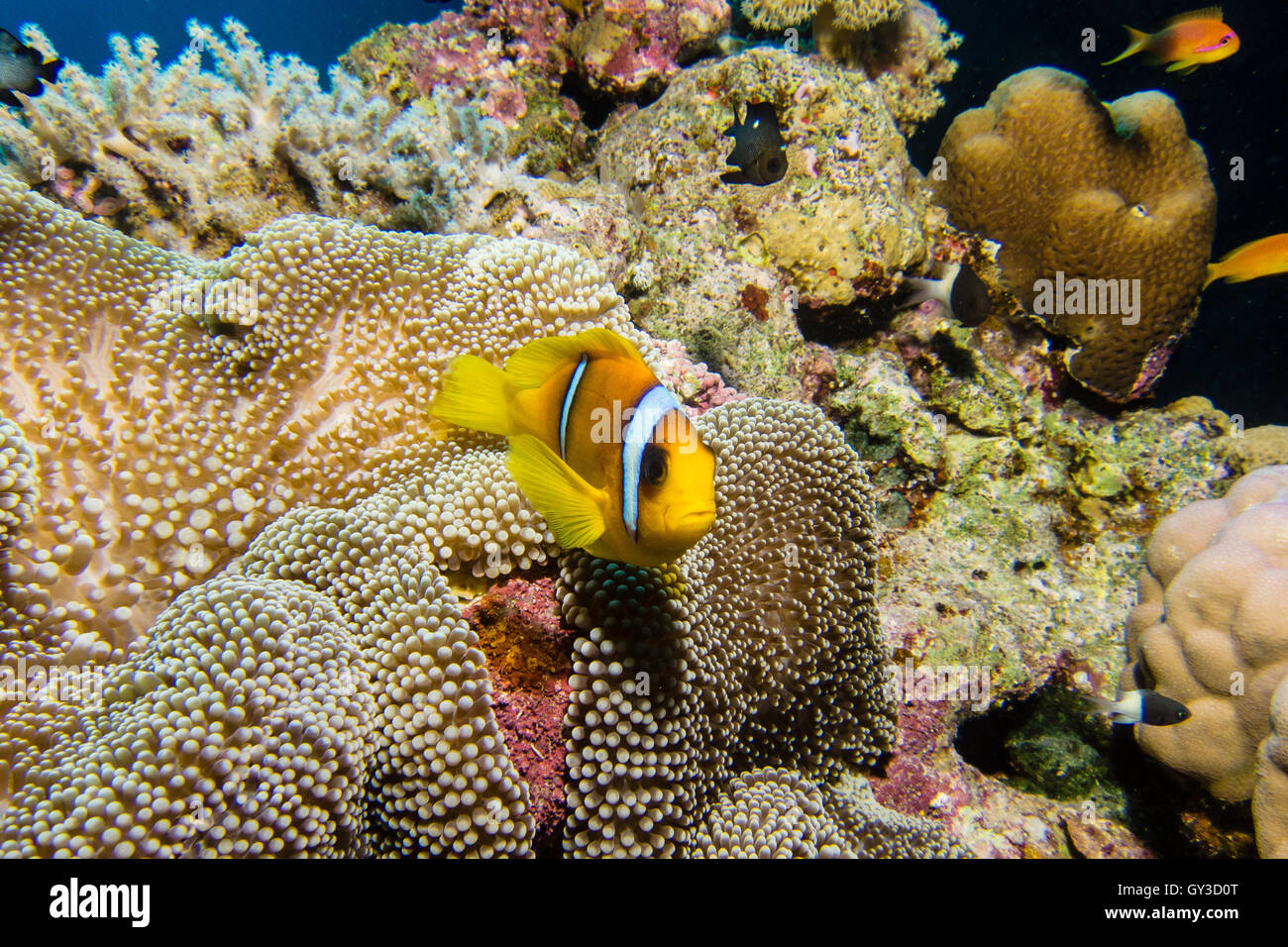 Nemo fish in an anemone Stock Photo - Alamy