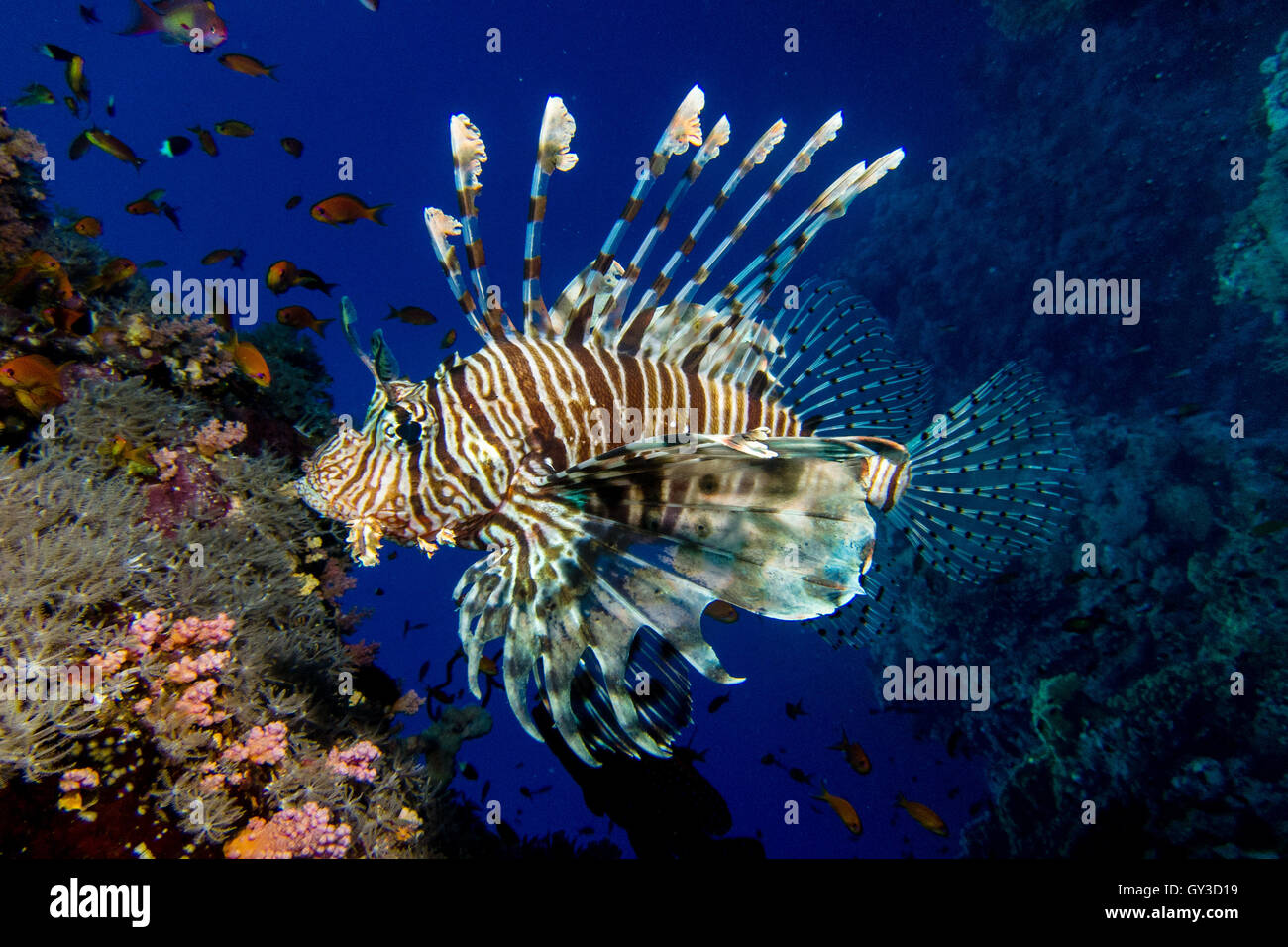 portrait of lionfish Stock Photo - Alamy
