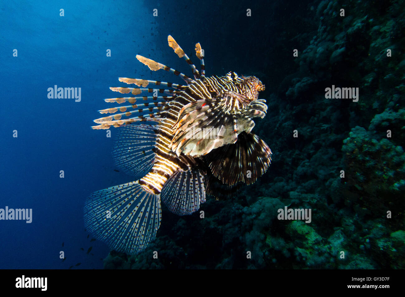 portrait of lionfish Stock Photo - Alamy