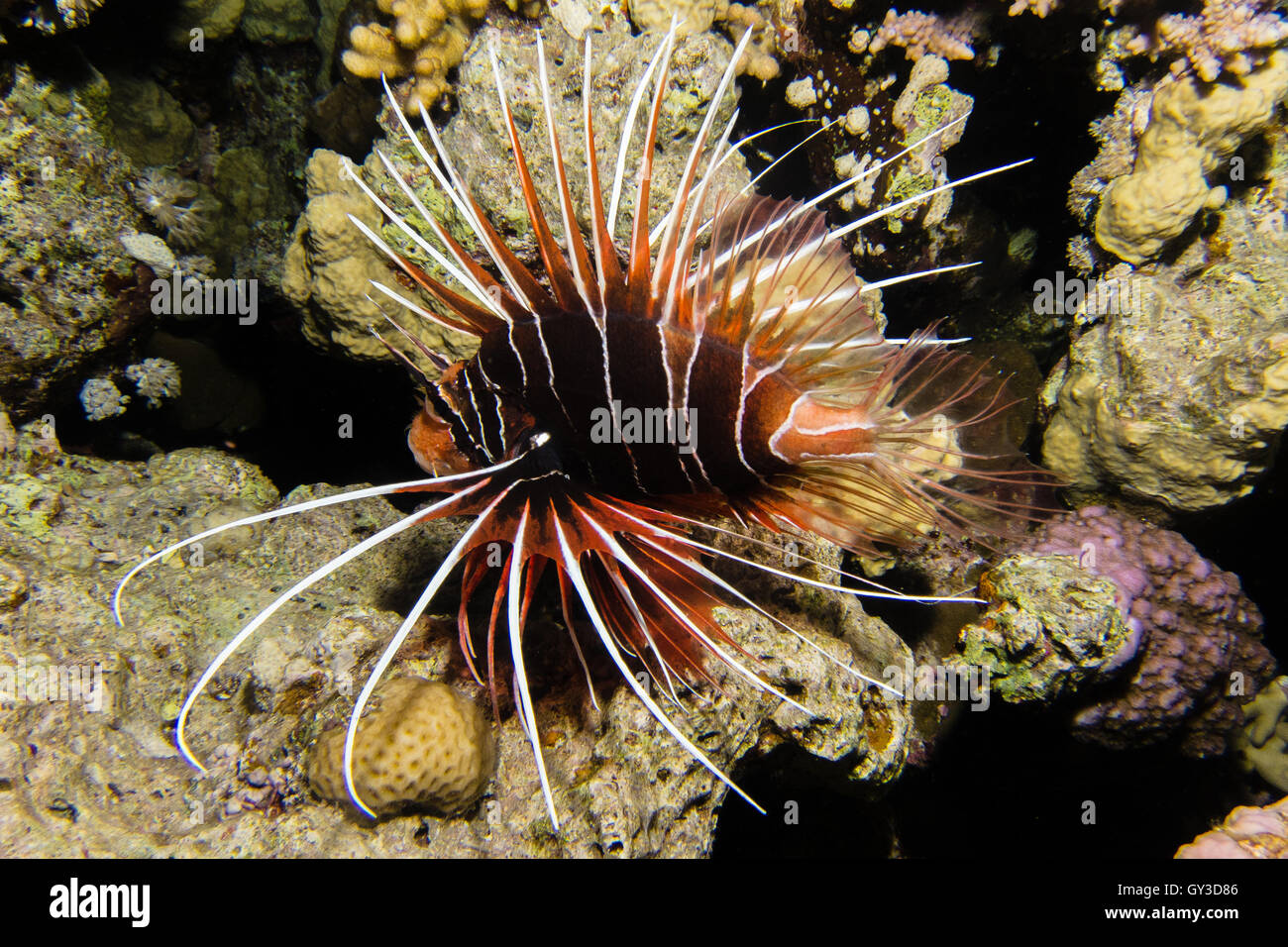 Marine lionfish hi-res stock photography and images - Alamy