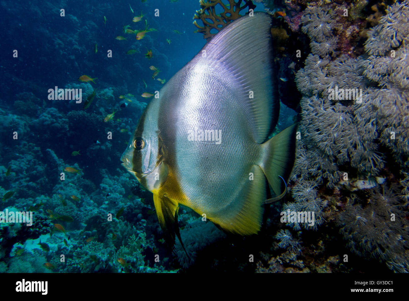 Portrait of batfish Stock Photo - Alamy