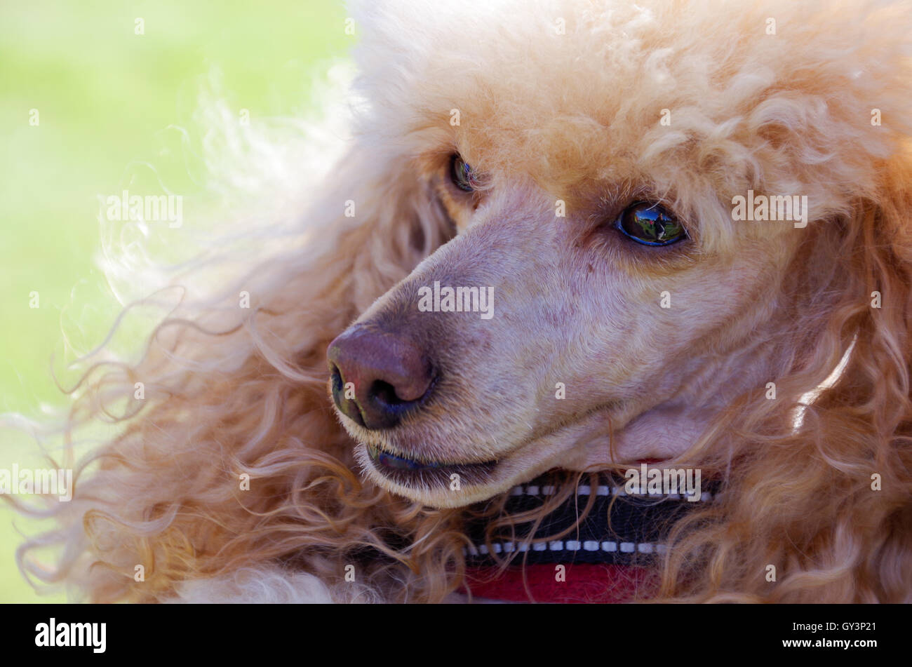 Apricot toy poodle hi-res stock photography and images - Alamy