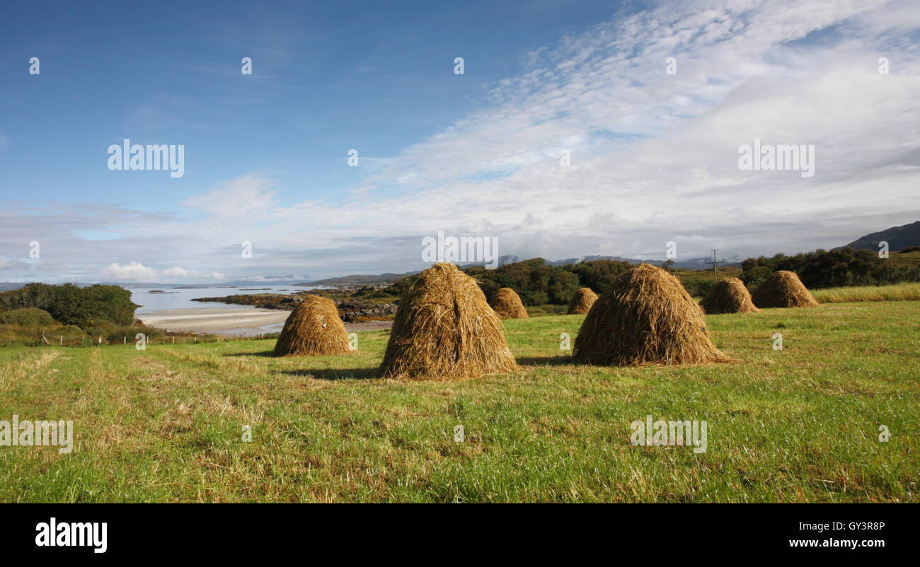 Traditional haystacks at the Back of Keppoch in Arisaig Stock Photo - Alamy