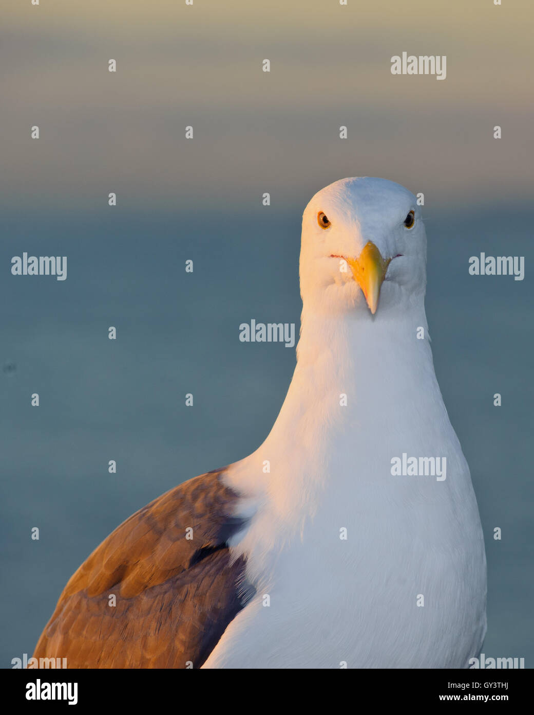White seagull looking straight ahead at dawn Stock Photo - Alamy