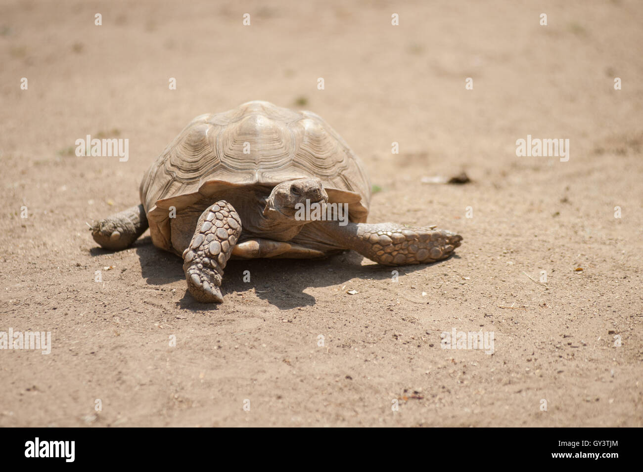 African Spurred Tortoise slowly moving across the dirt Stock Photo - Alamy
