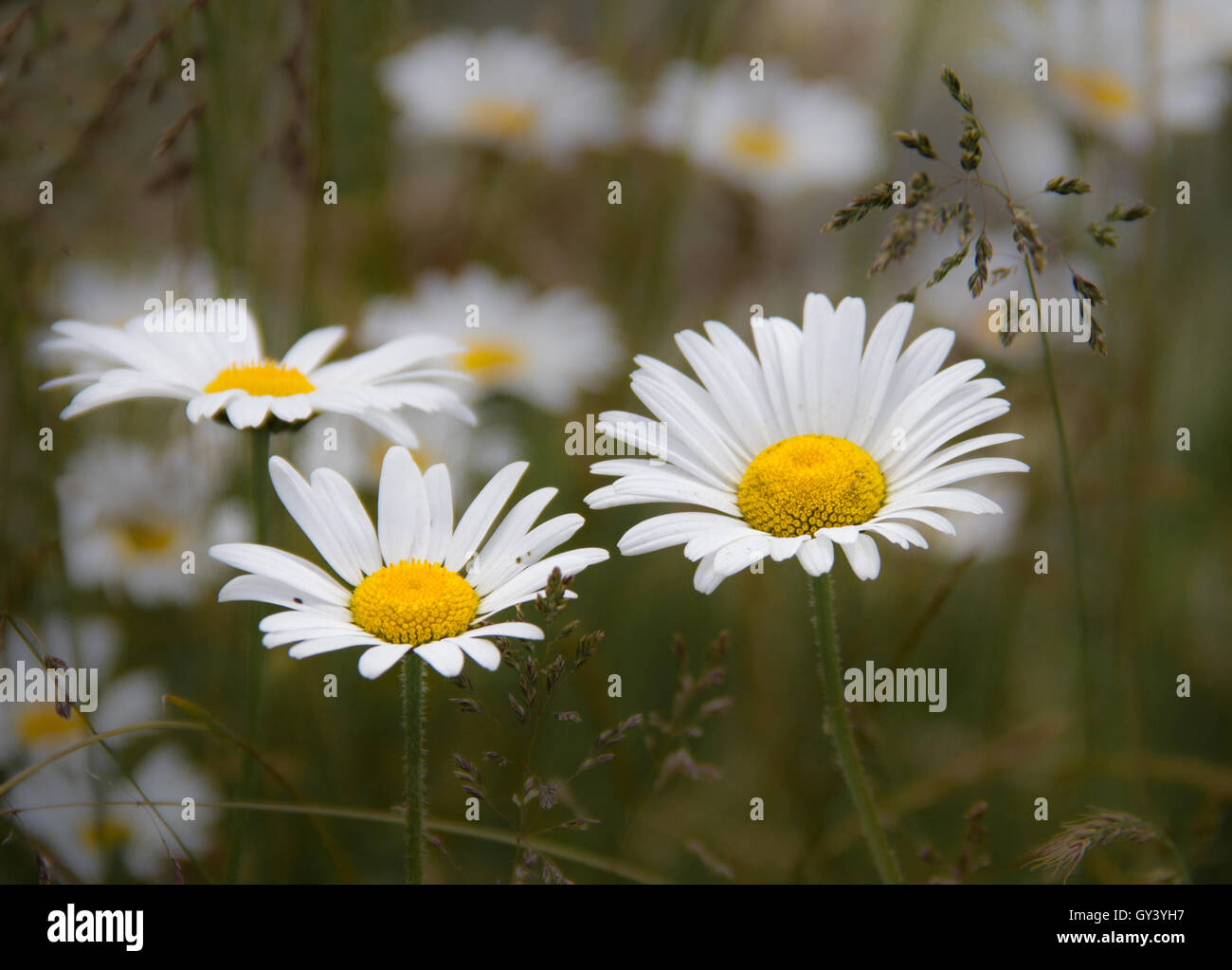 daisies in meadow Stock Photo - Alamy