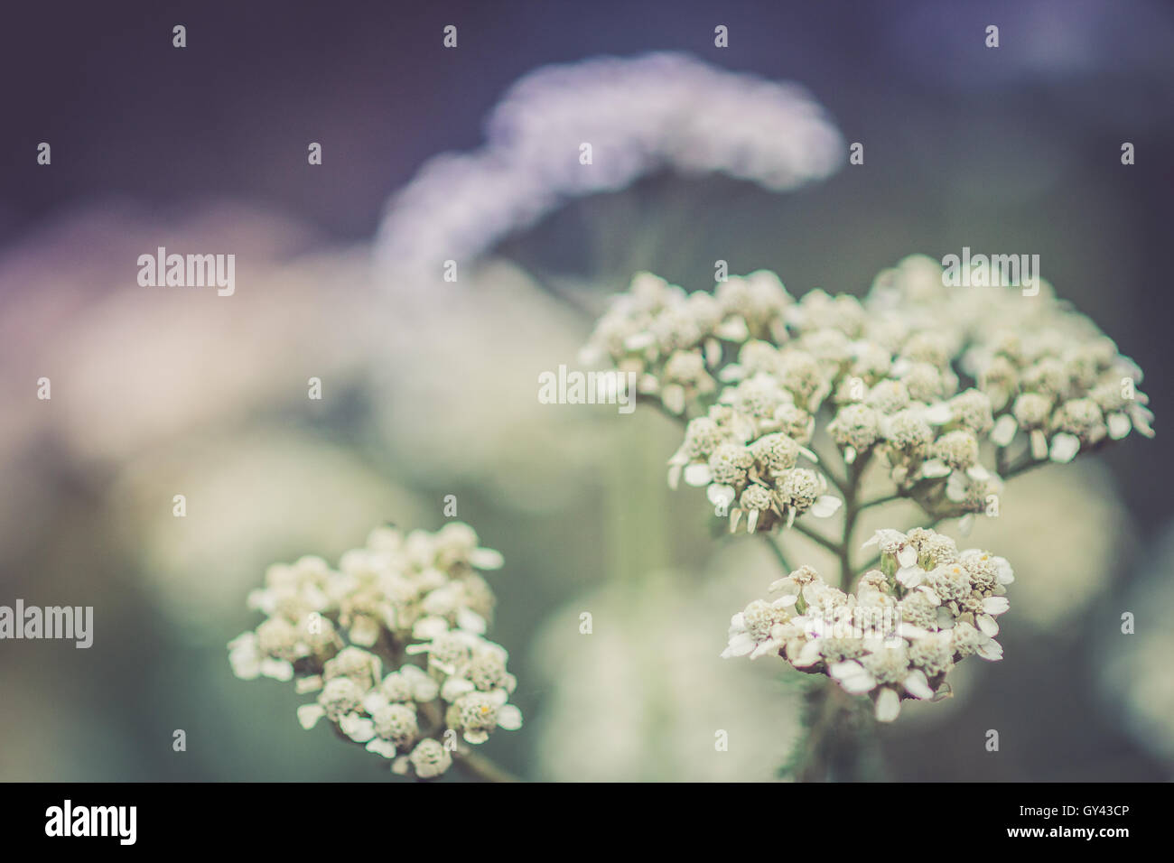 Dainty flowers hi-res stock photography and images - Alamy