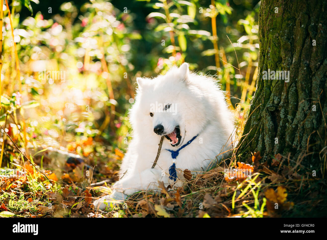 Funny Happy White Samoyed Dog Outdoor in Autumn Forest, Park. Puppy ...