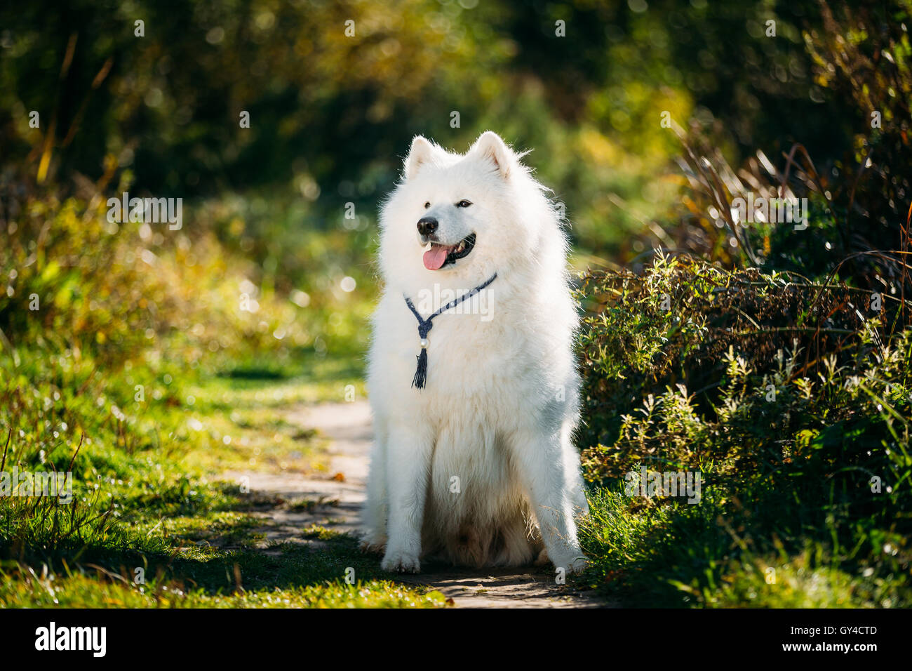 Very Funny Happy Funny Lovely Pet White Samoyed Dog Outdoor in Summer ...