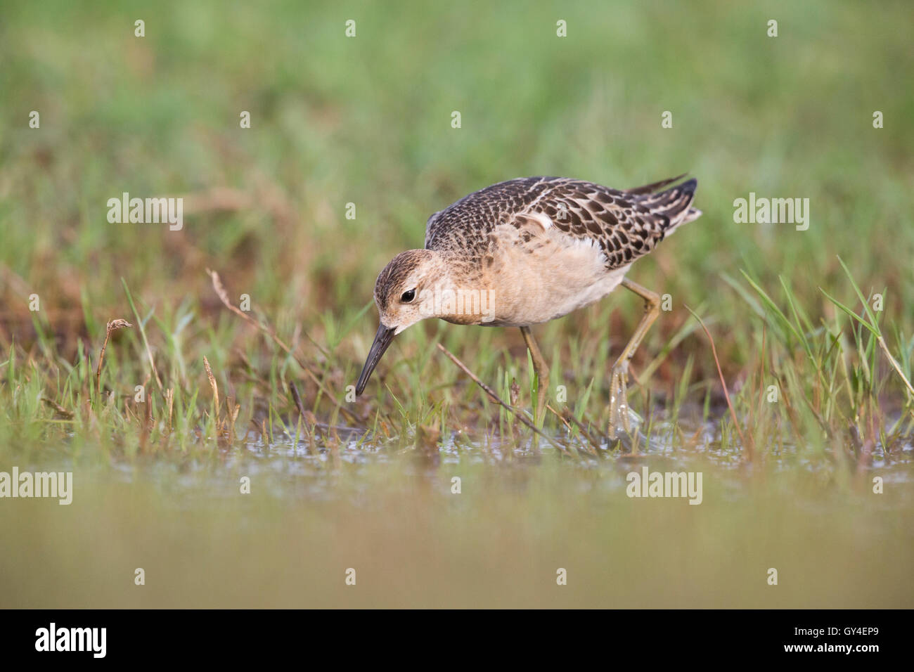 The ruff, wading bird Stock Photo - Alamy