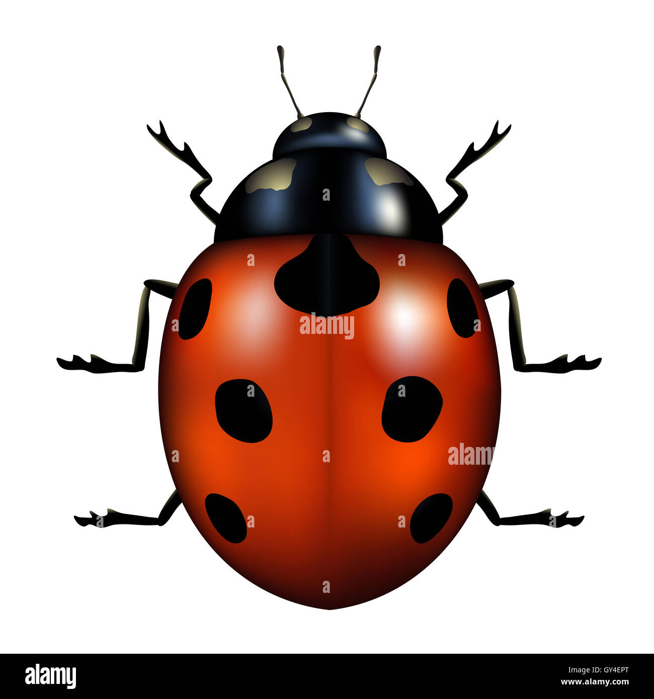 vector illustration of a ladybug isolated on white Stock Photo - Alamy