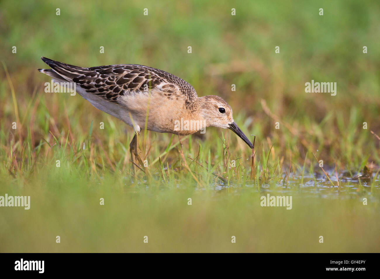 The ruff, wading bird Stock Photo - Alamy