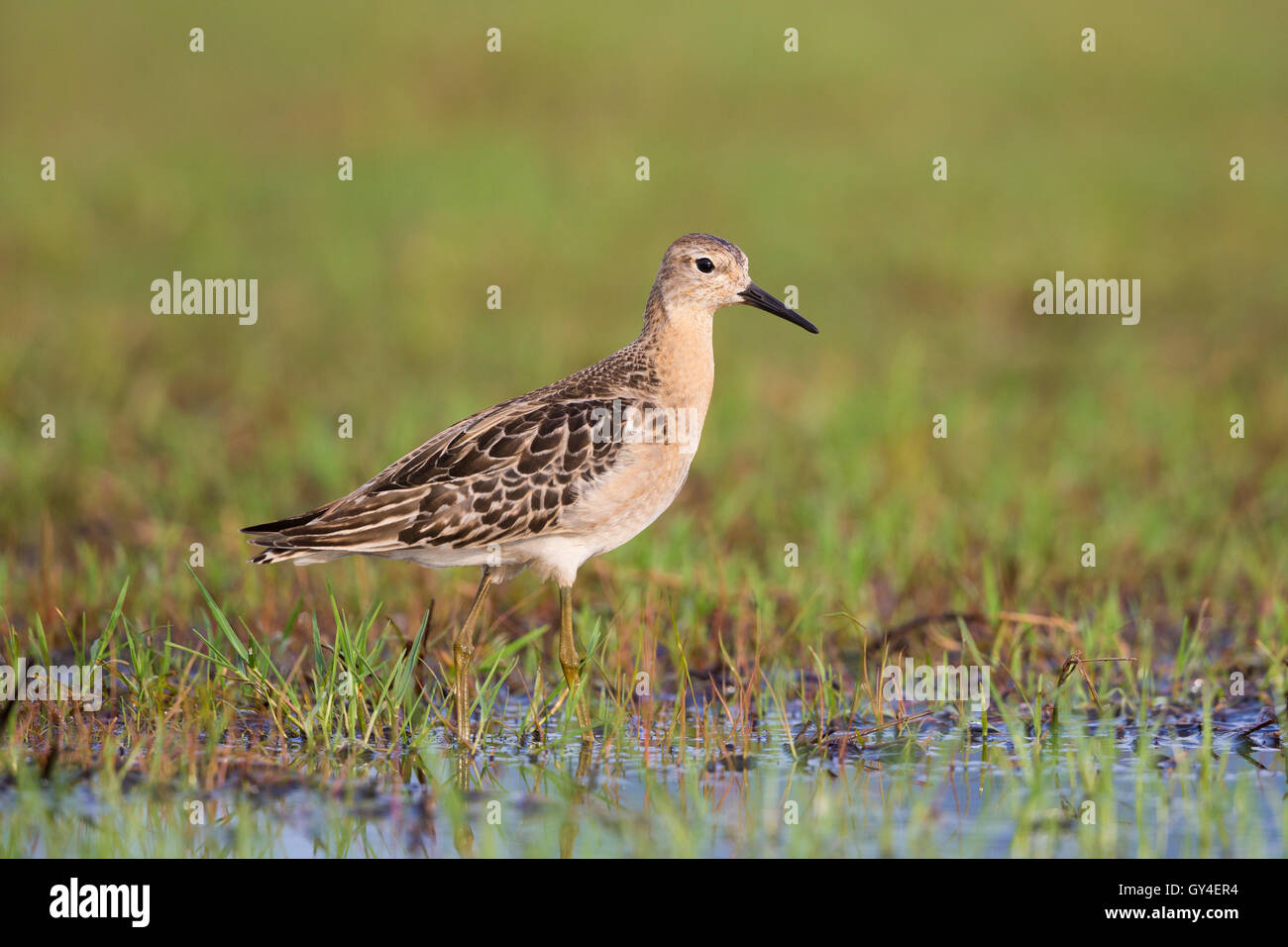 Ruff bird hi-res stock photography and images - Alamy