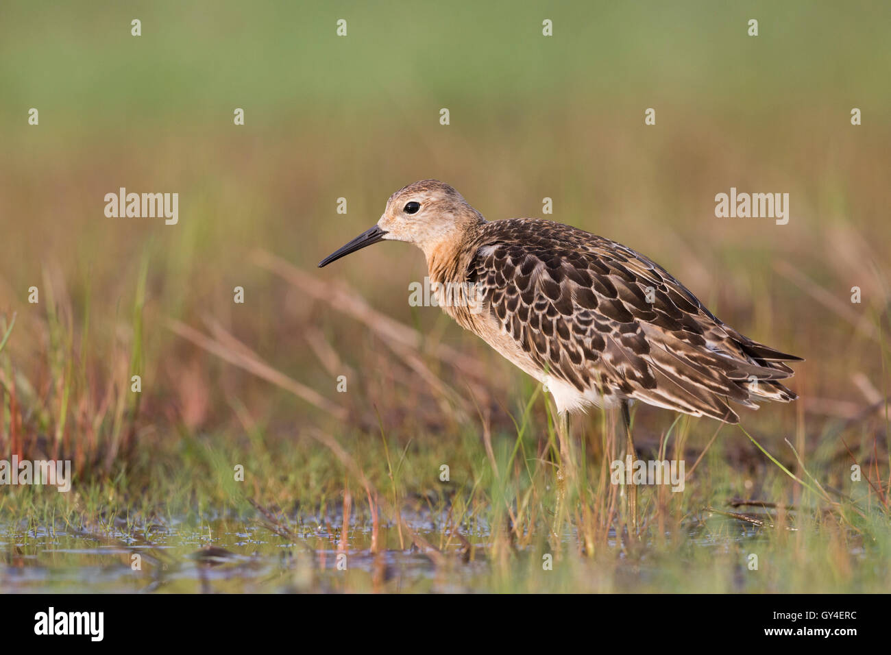 Ruff bird hi-res stock photography and images - Alamy