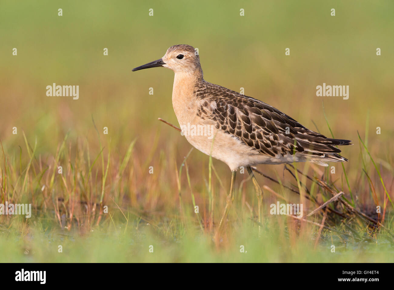 The young ruff, wading bird Stock Photo - Alamy