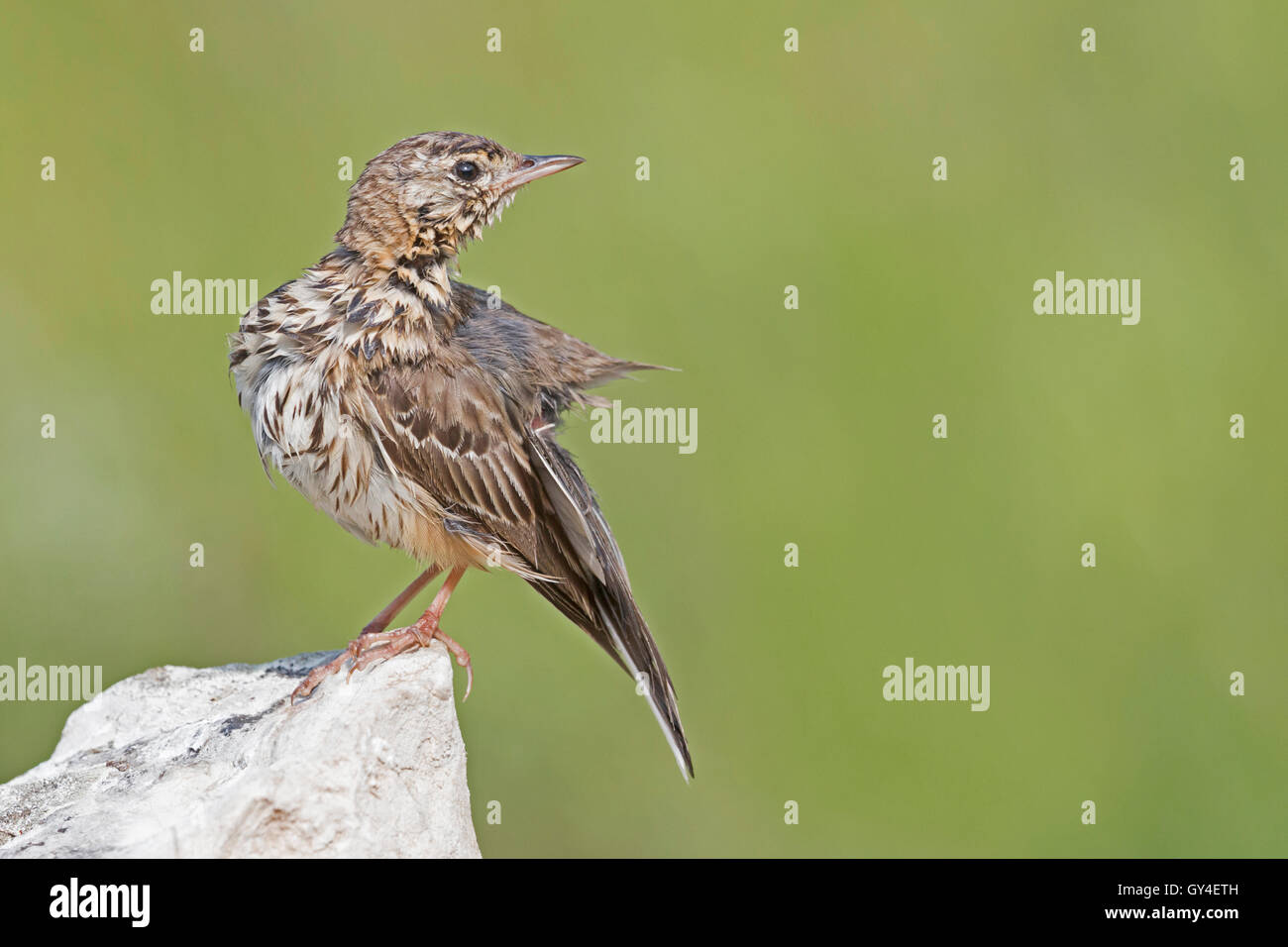 Wet bird hi-res stock photography and images - Alamy