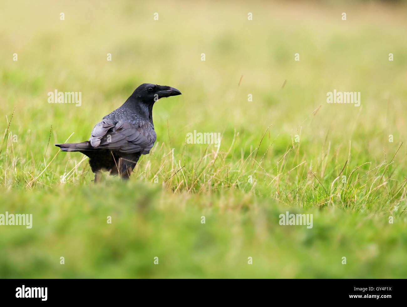 Raven on grass hi-res stock photography and images - Alamy