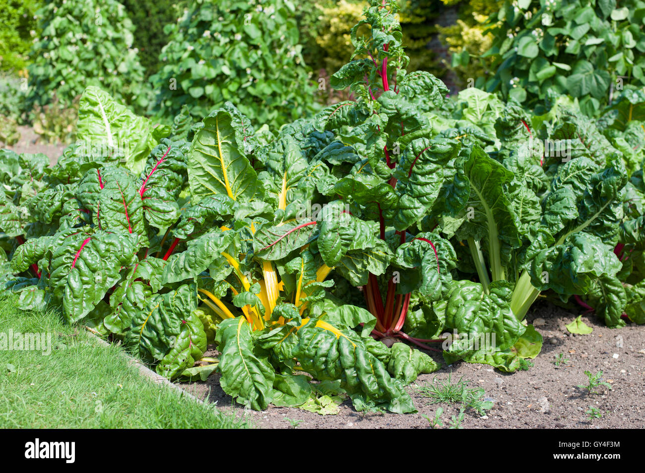Harvesting swiss chard hi-res stock photography and images - Alamy