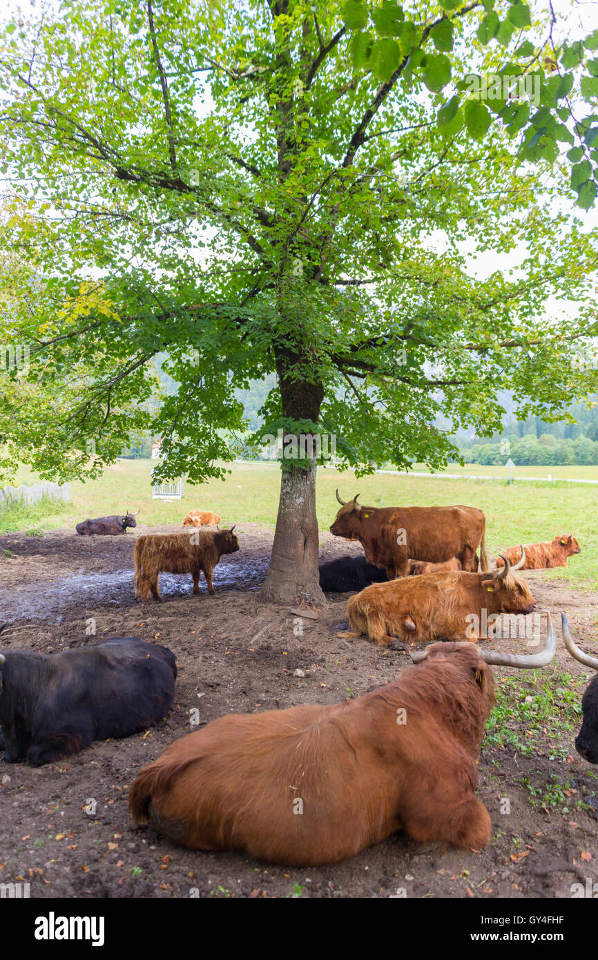 Heard of red haired Scottish highlander cows resting Stock Photo - Alamy