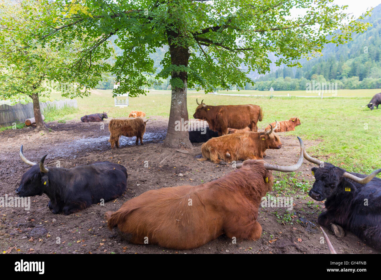 Heard of red haired Scottish highlander cows resting Stock Photo - Alamy