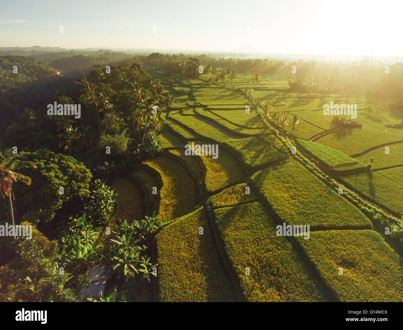 Aerial view of terraced rice fields in a village on a sunny day Stock ...