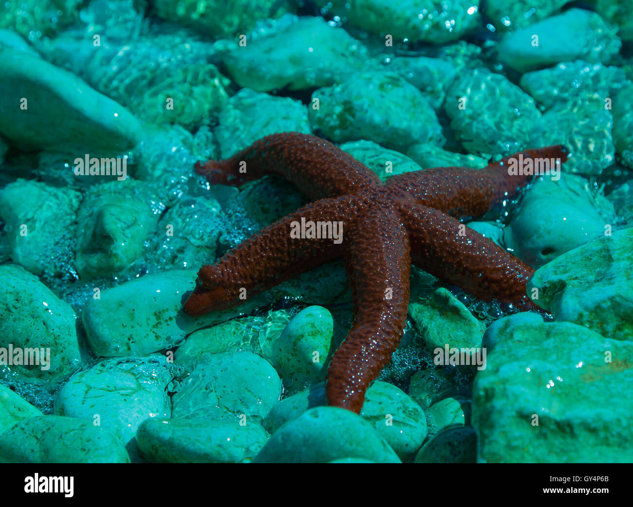 Red starfish on rocky beach Stock Photo - Alamy