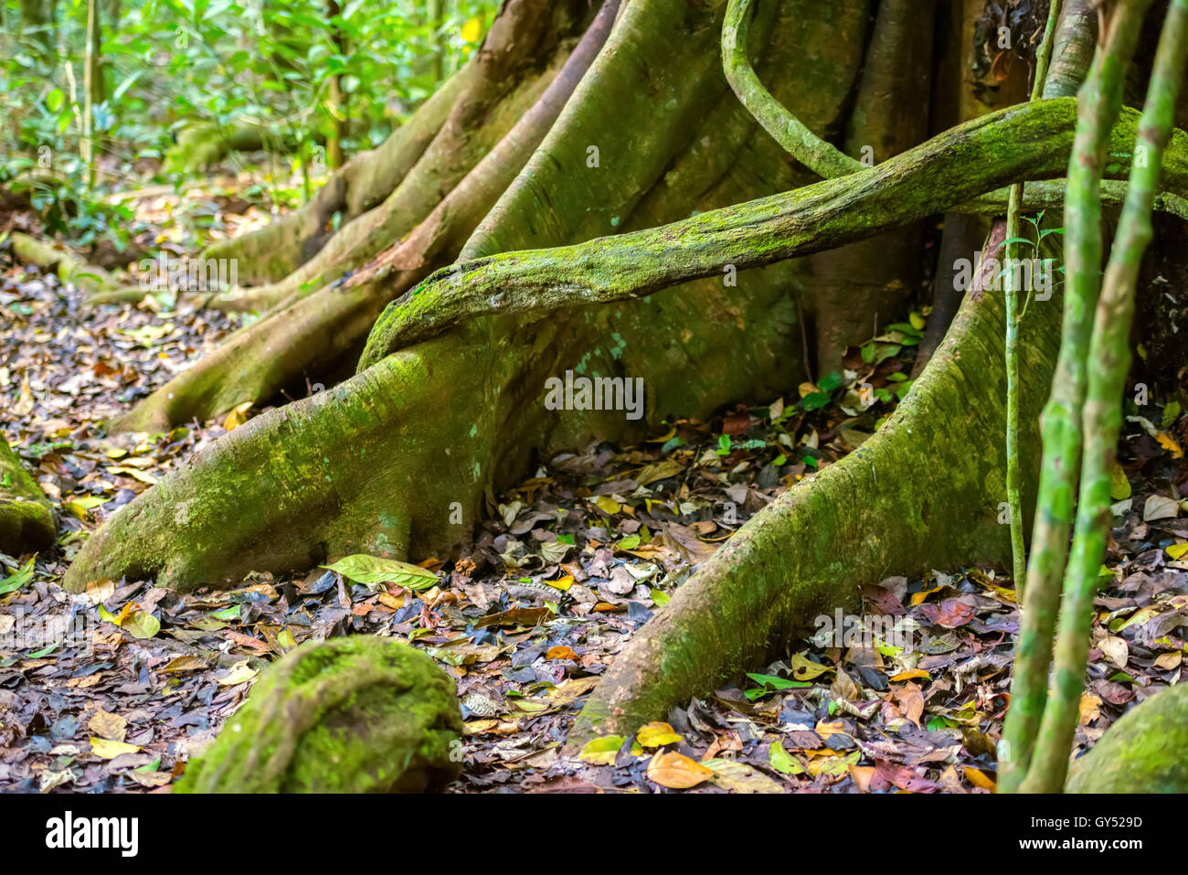 big mystical tree roots or stems covered with green moss and lichen in ...