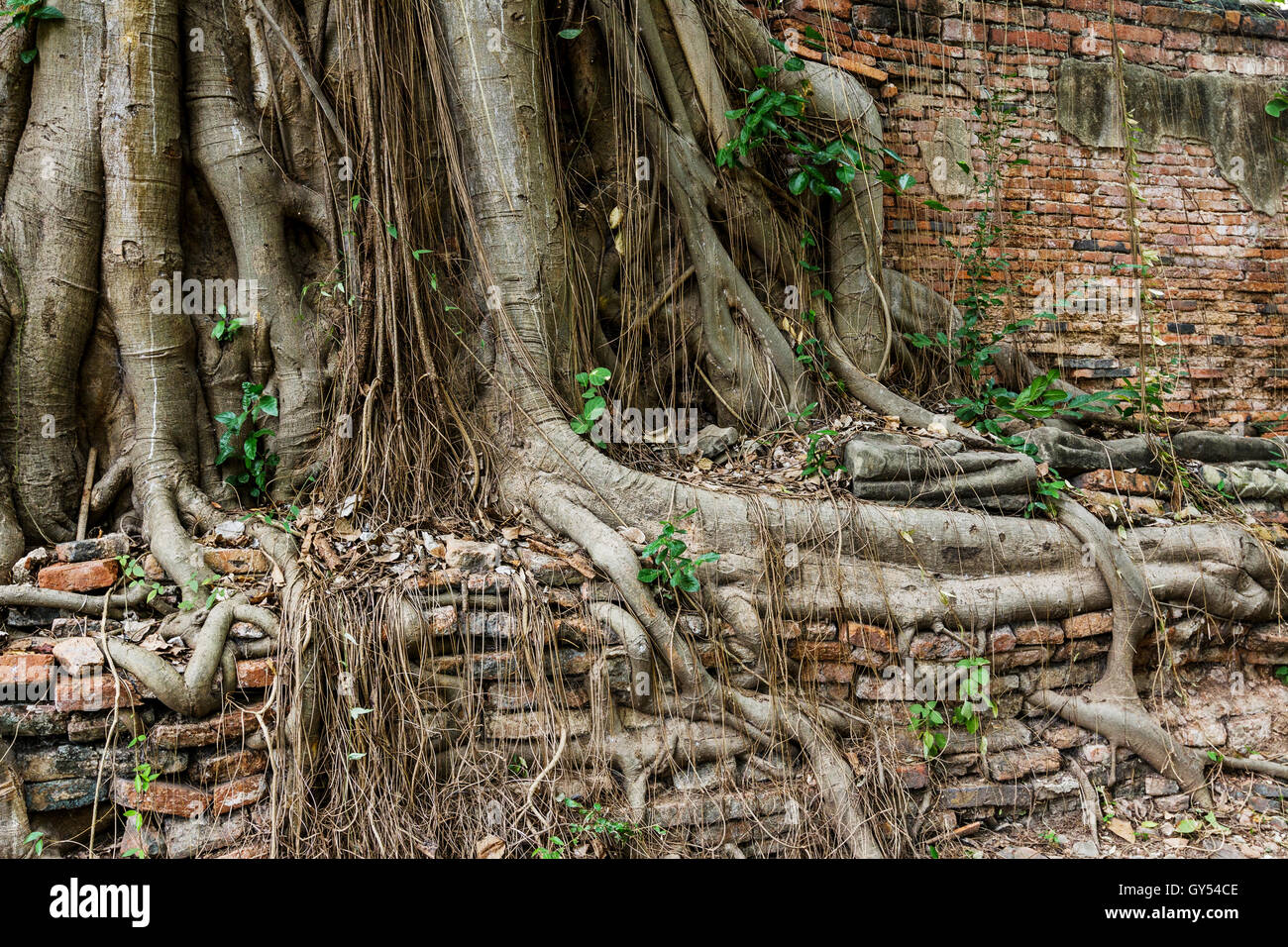 Tree root with brick wall Stock Photo - Alamy