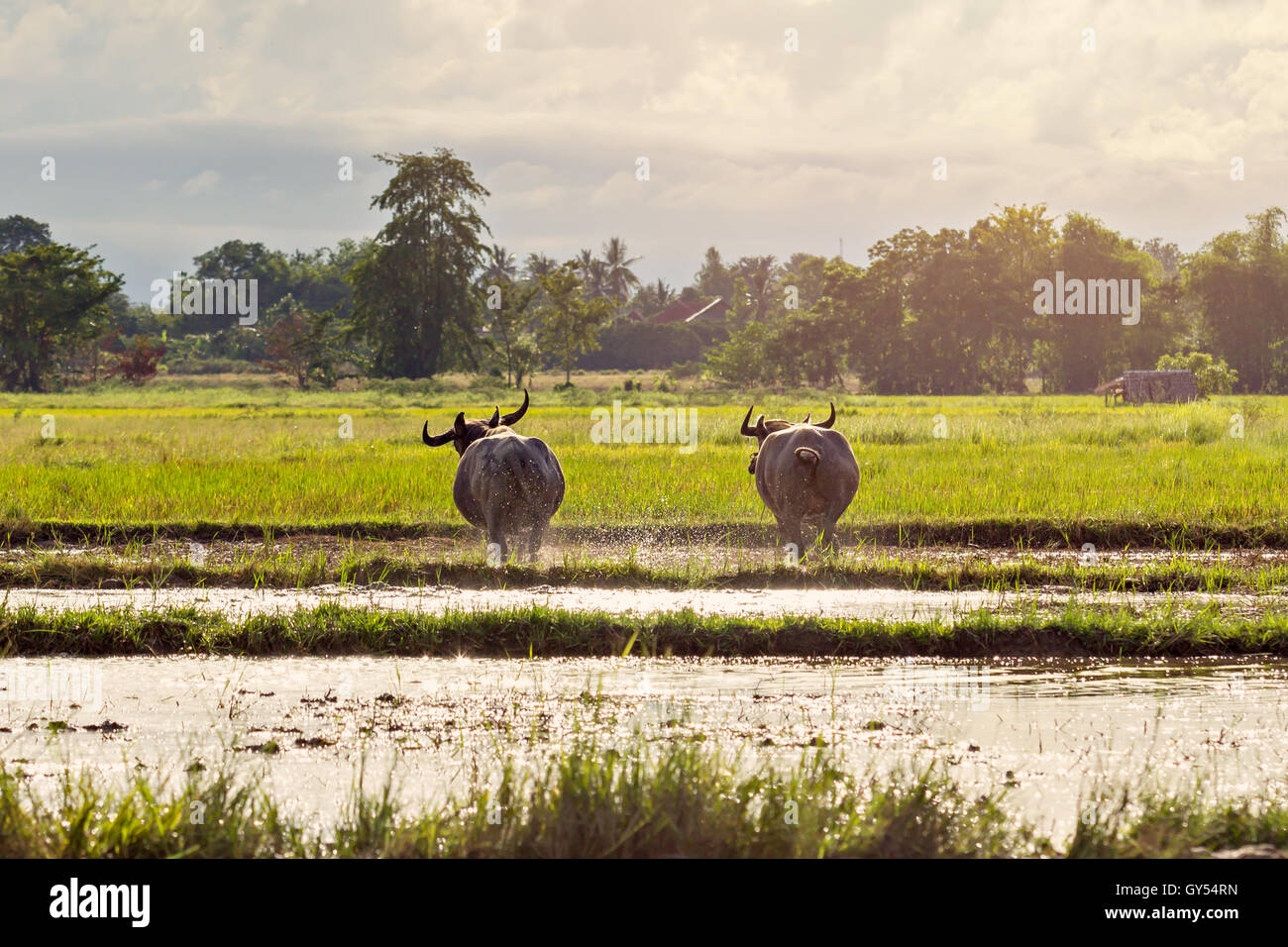 Thai water buffaloes running on swamp in evening Stock Photo - Alamy