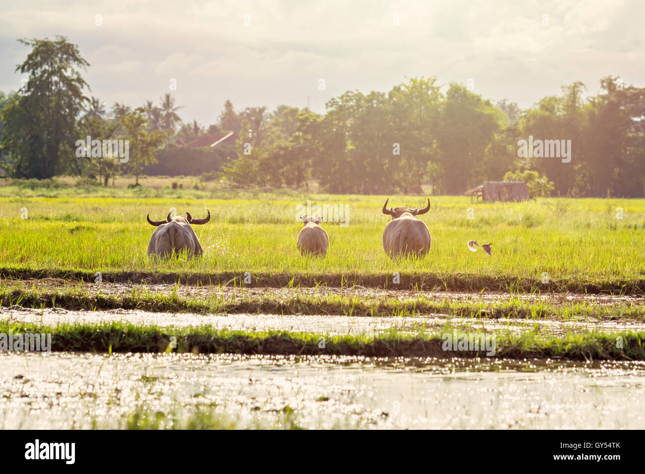 Thai water buffaloes running on swamp in evening Stock Photo - Alamy