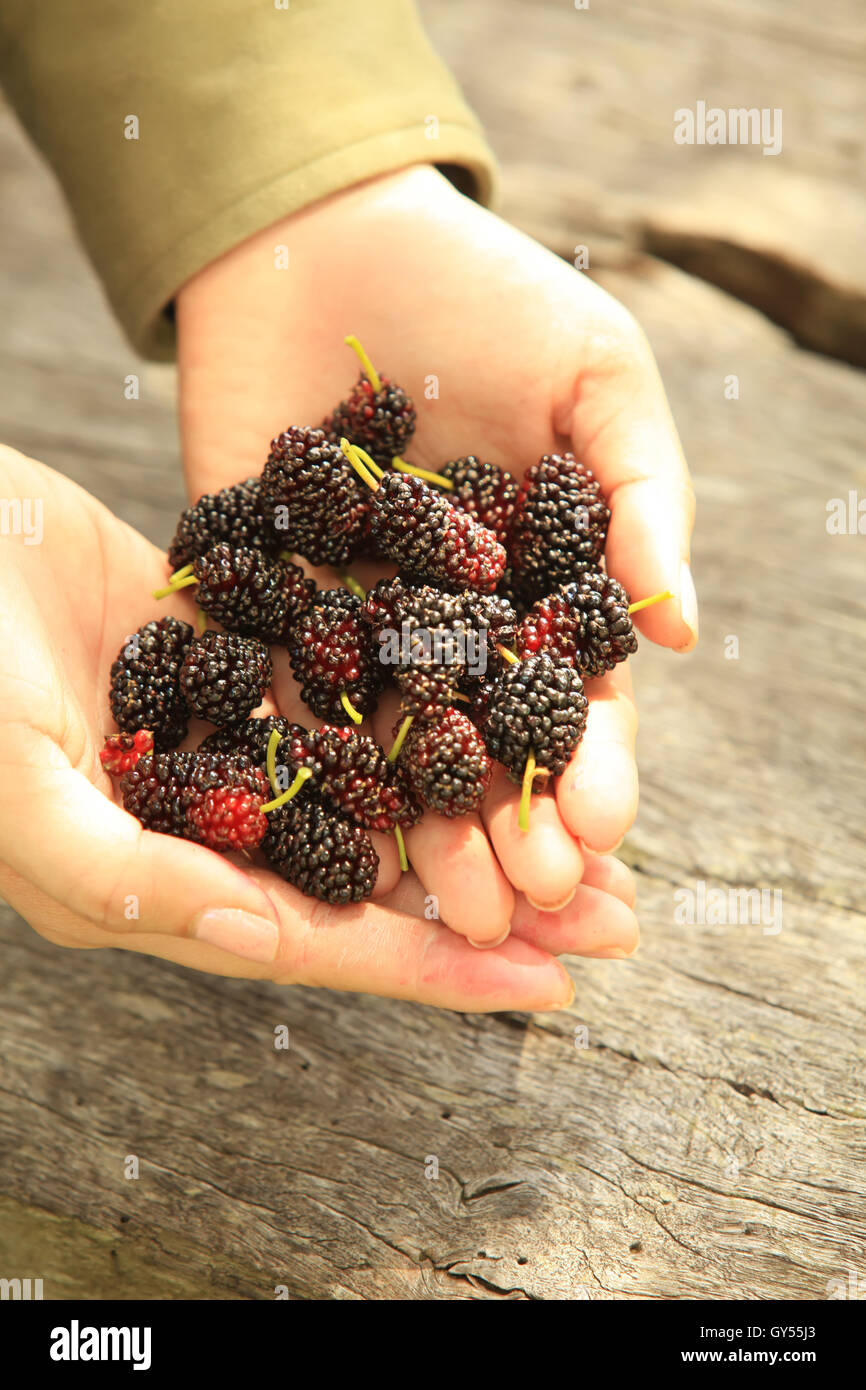 Handful of Berries Stock Photo - Alamy