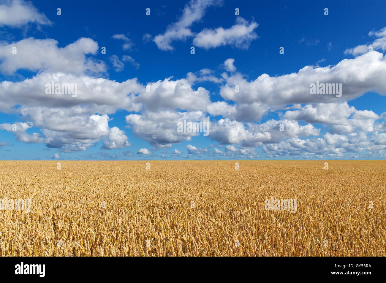 Golden wheat field under blue sky Stock Photo - Alamy