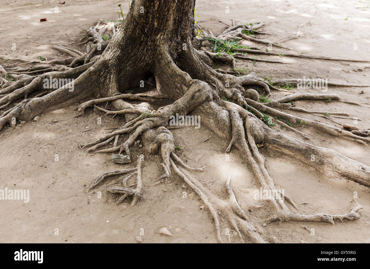 Tree root on dried land Stock Photo - Alamy