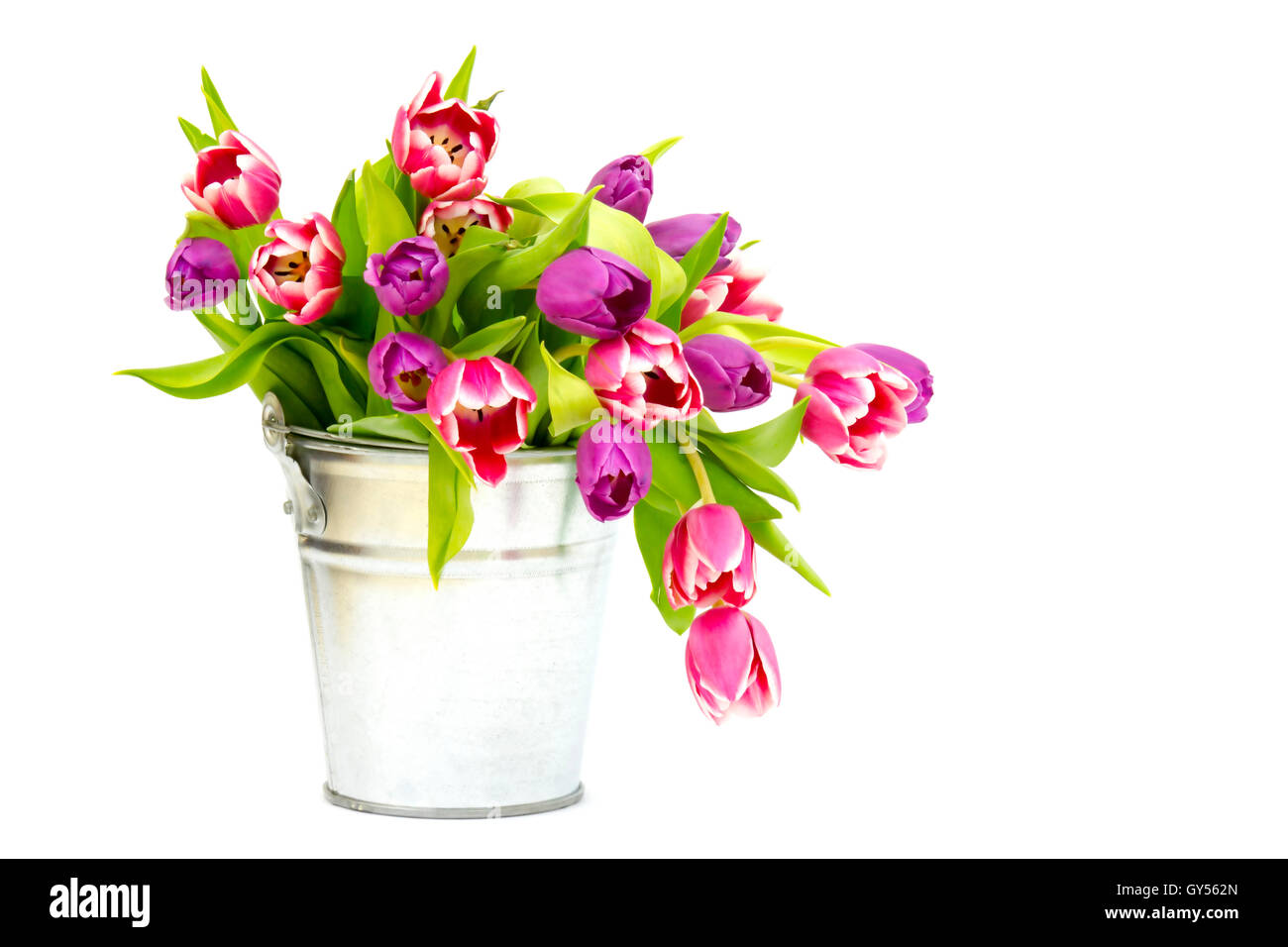 colourful tulips in a bucket Stock Photo - Alamy