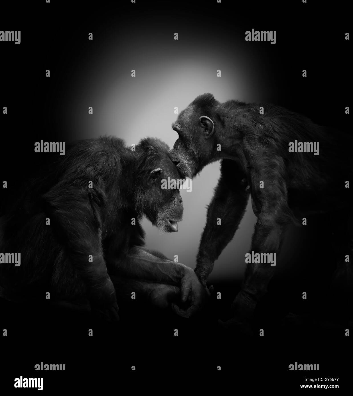 Chimpanzee love hi-res stock photography and images - Alamy