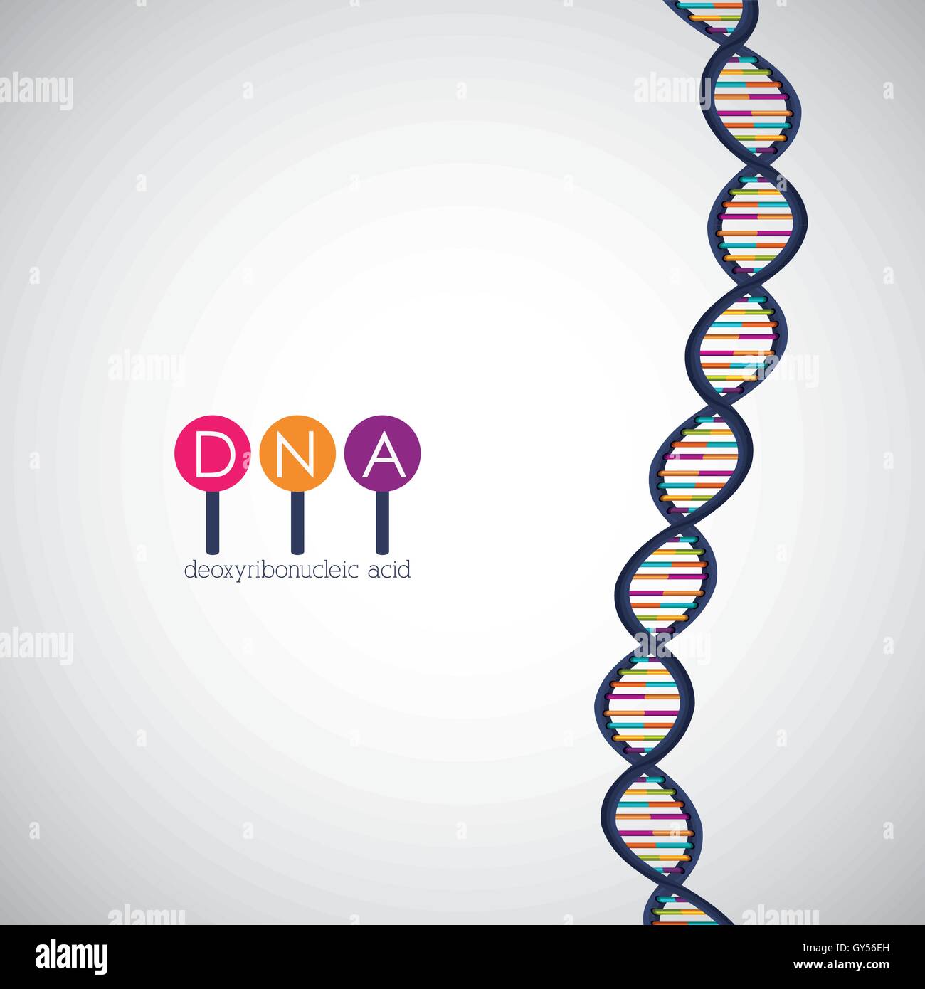 Dna structure chromosome design Stock Vector Image & Art - Alamy