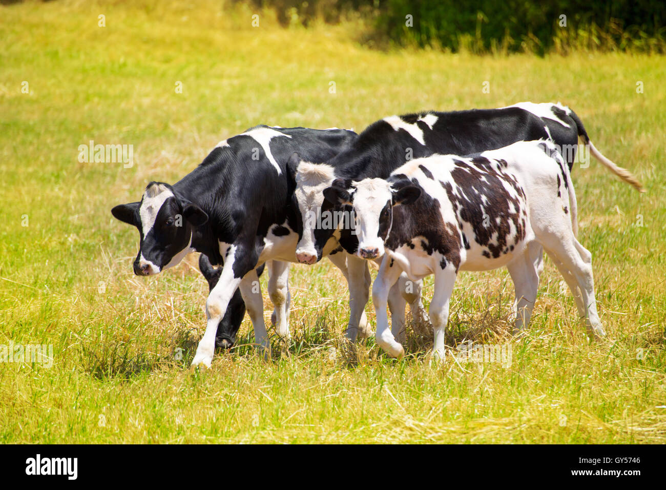 Menorca Friesian cow cattle grazing in green meadow Stock Photo - Alamy