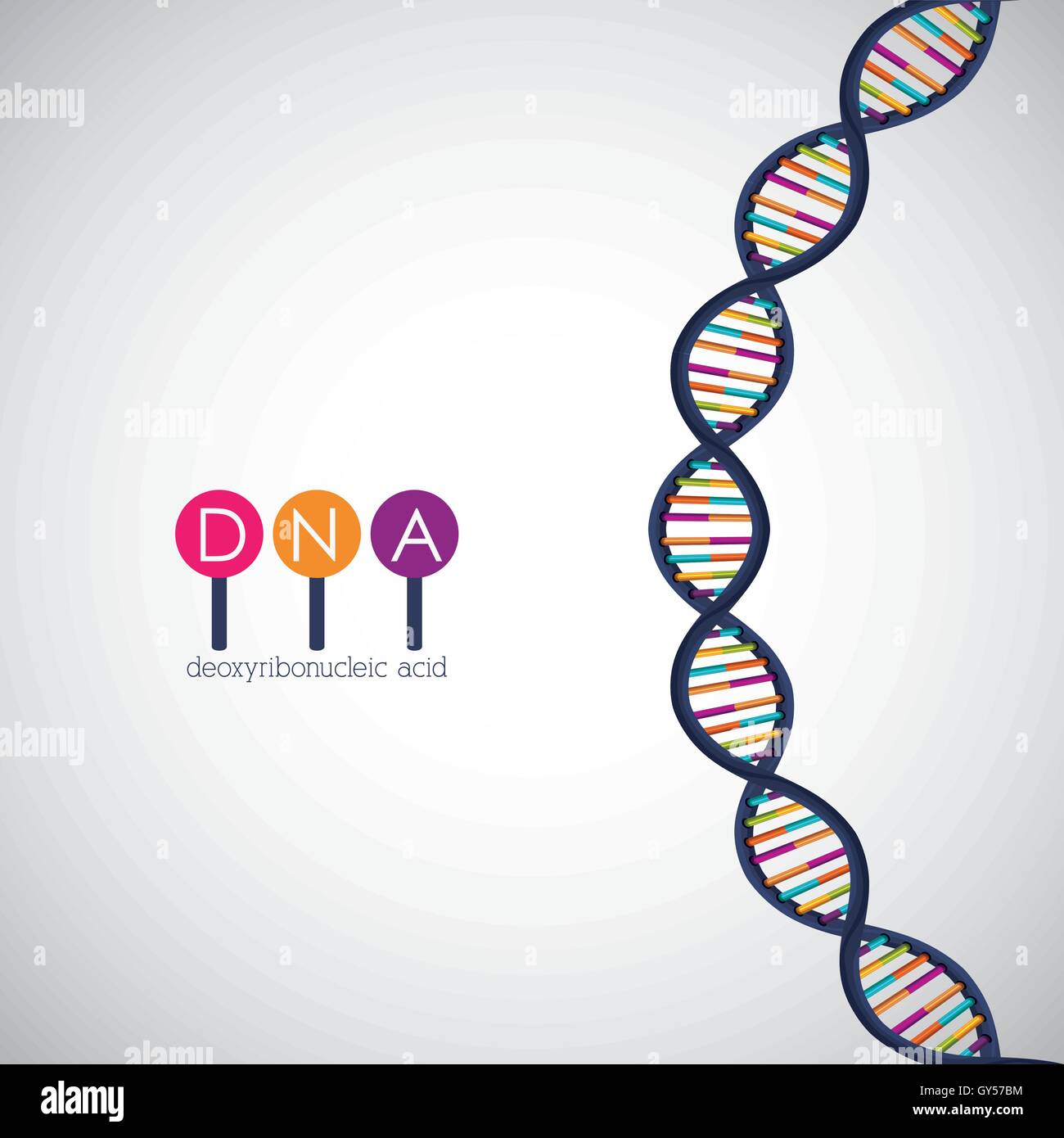 Dna structure chromosome design Stock Vector Image & Art - Alamy