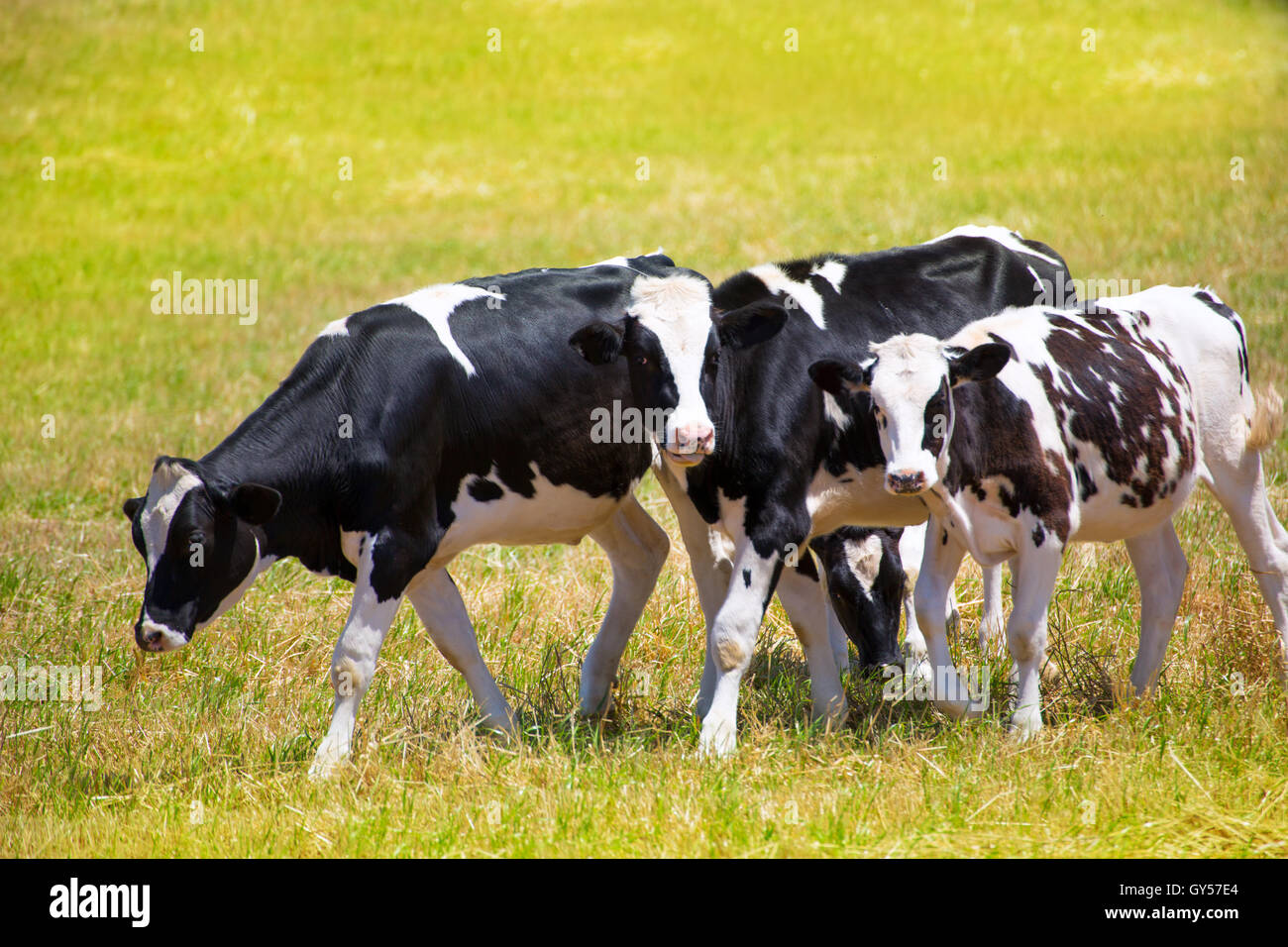 Cattle farm menorca minorca hi-res stock photography and images - Alamy