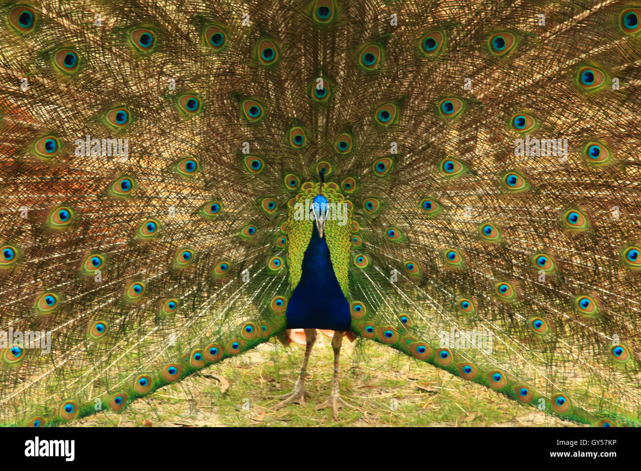 Full bloom displaying beauty hi-res stock photography and images - Alamy