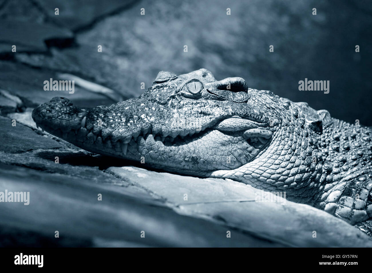 Muzzle alligator crocodile hi-res stock photography and images - Alamy