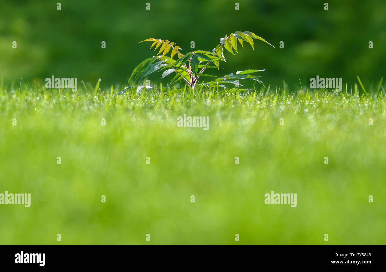 Horn plant hi-res stock photography and images - Alamy