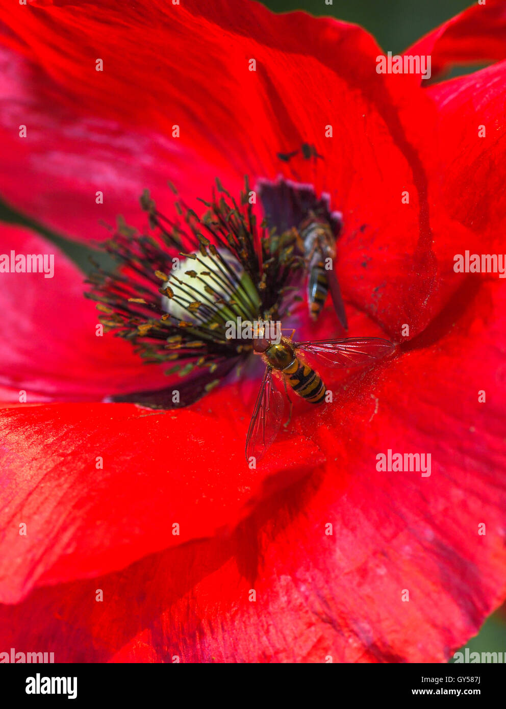 Hoverfly and red poppy Stock Photo - Alamy