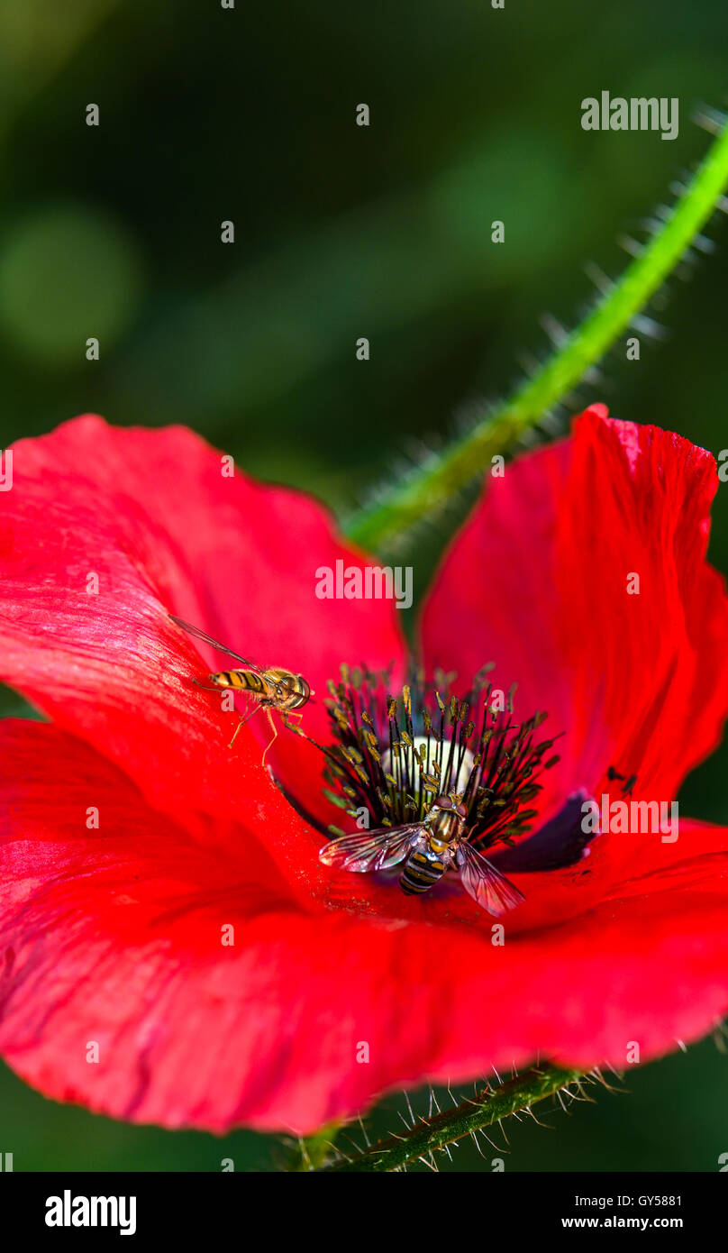 Hoverfly and red poppy Stock Photo - Alamy
