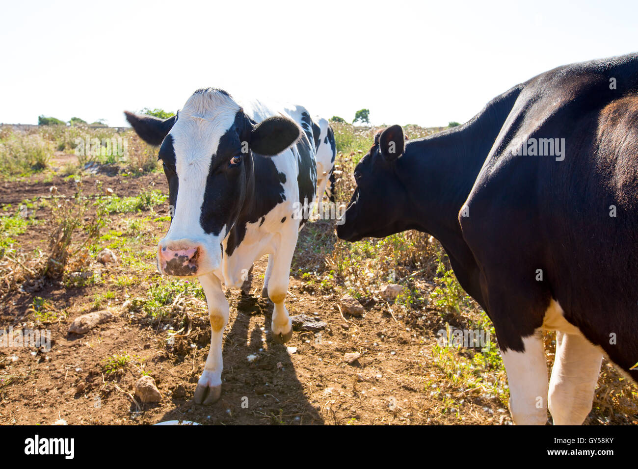 Menorca friesian cows cattle grazing near Ciutadella Stock Photo - Alamy